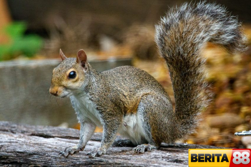 Perbedaan Antara Tupai Dan Bajing: Panduan Untuk Mengenalinya